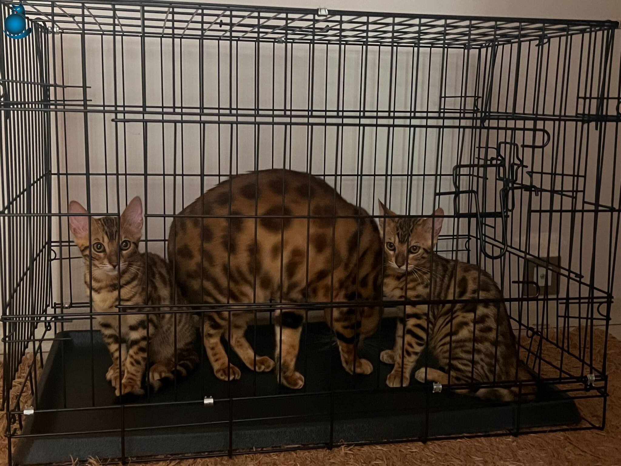 BENGAL CİNSİ - 186065