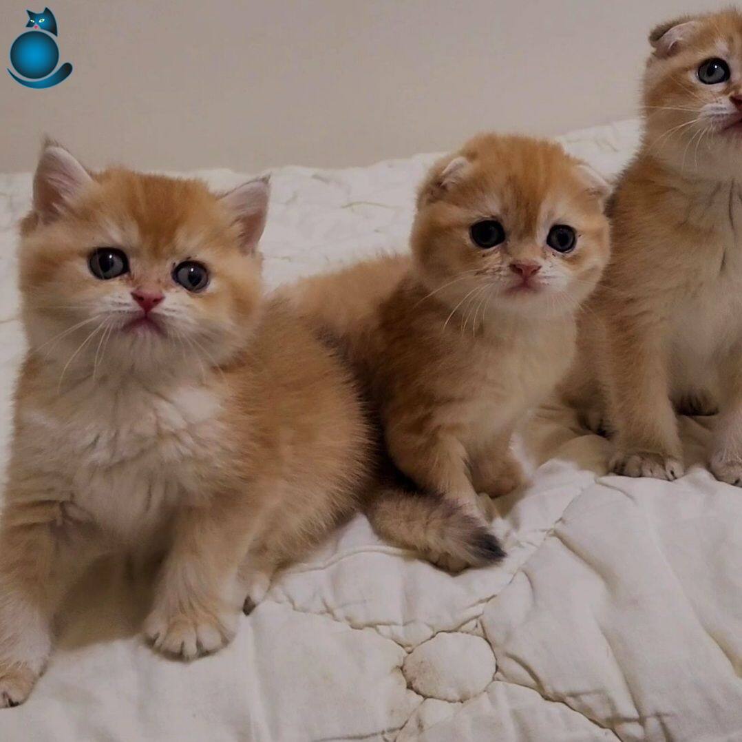 Golden Scottish Fold yavrular - 187505