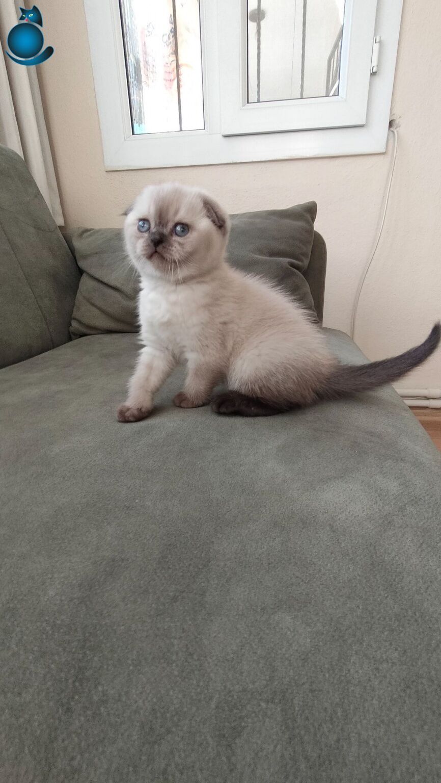 Erkek Yavru Kedi - 187954