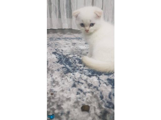 Scottish Blue Point Ve Scottish Fold 2 Adet yavrum kaldi - 185895