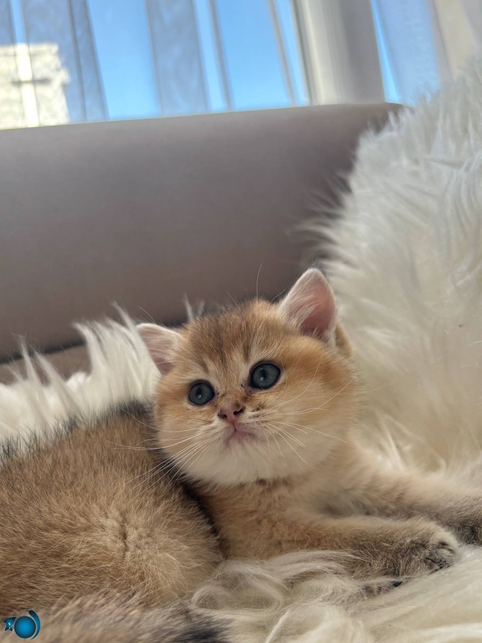 Ny11 dişi kedi - 193604